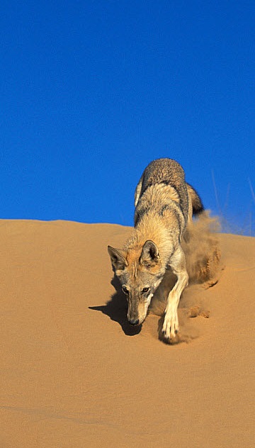 ¿BAILAMOS CON LOBOS?: LOBO ARABE : CANIDO MAS GRANDE DE ARABIA