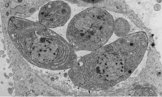 Biology inc: Méthode d'étude de la cellule