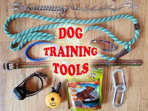 5 Dog Training Tools and Advice - Doglopedix
