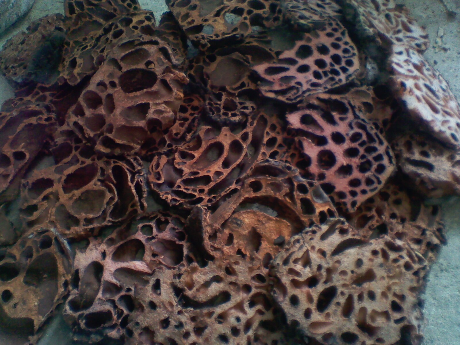 Simplisia Fructus | Farmakognosi Tanaman Obat Tradisional