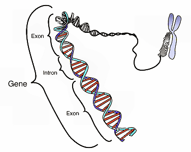 Concept of gene and genetic expression - Notion de gène et expression ...