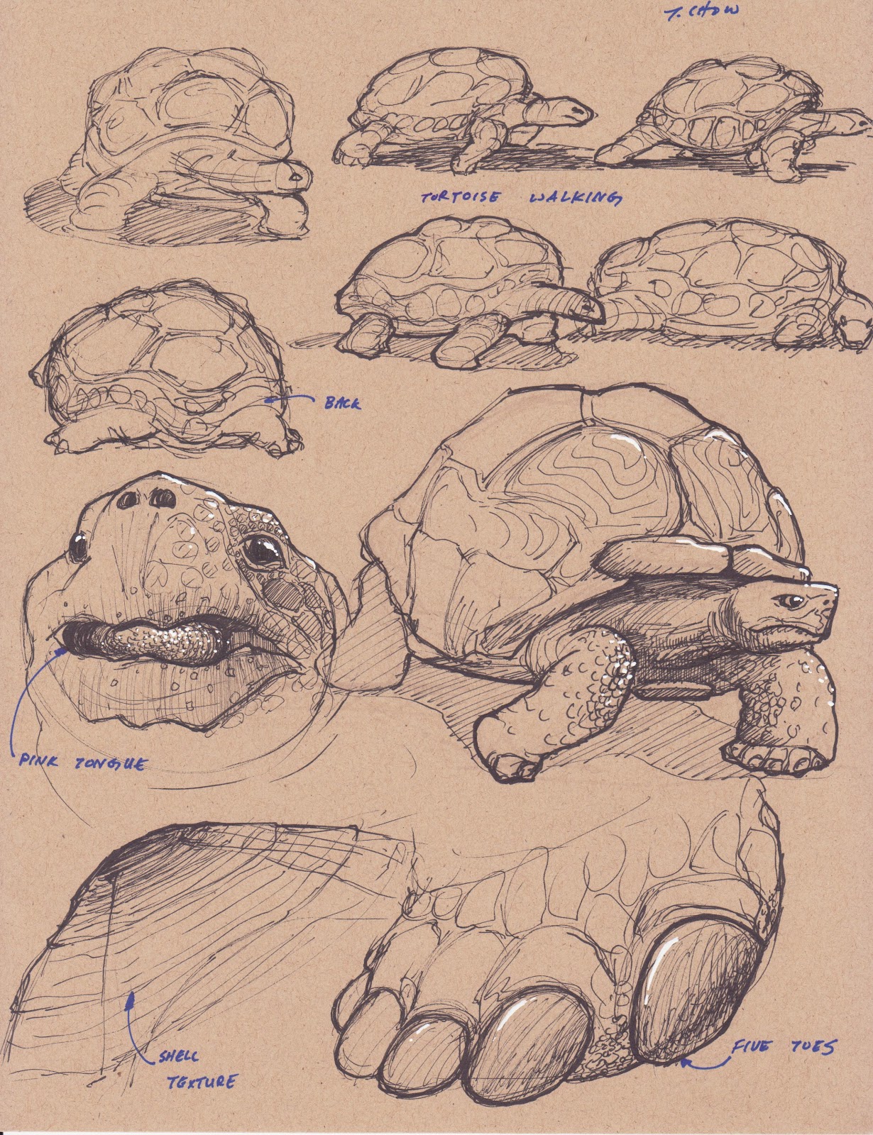 Tyler Chow: Dynamic Sketching - Week 5 - Animals