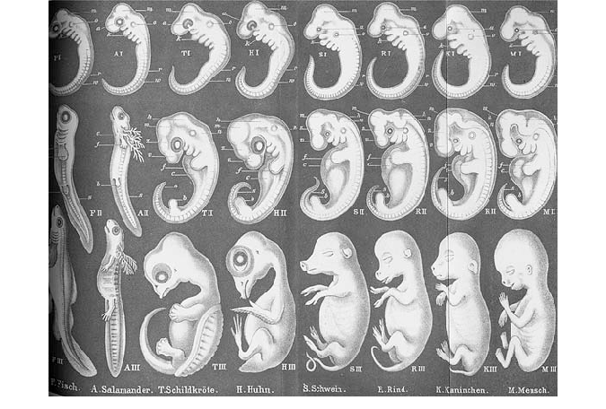 Evolutionist Ape: The recapitulation theory of Ernst Haeckel
