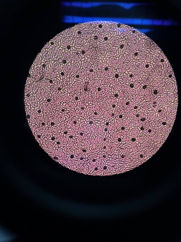 GreatBiology: Stomata Under Microscope