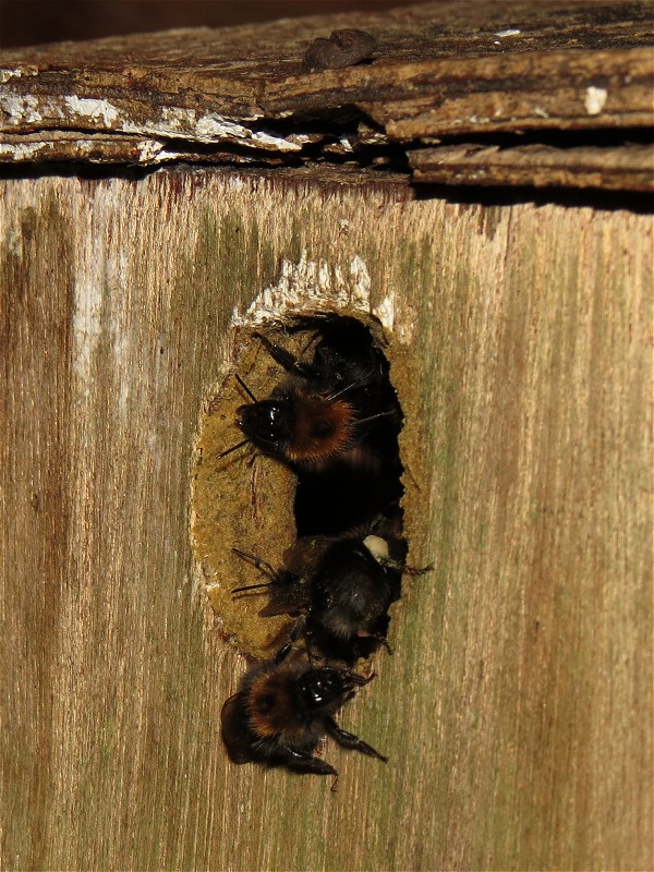 The Natural Stone Lesser Stag Beetle And Tree Bees