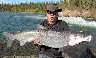 Big Fishes of the World: INCONNU (Stenodus leucichthys)