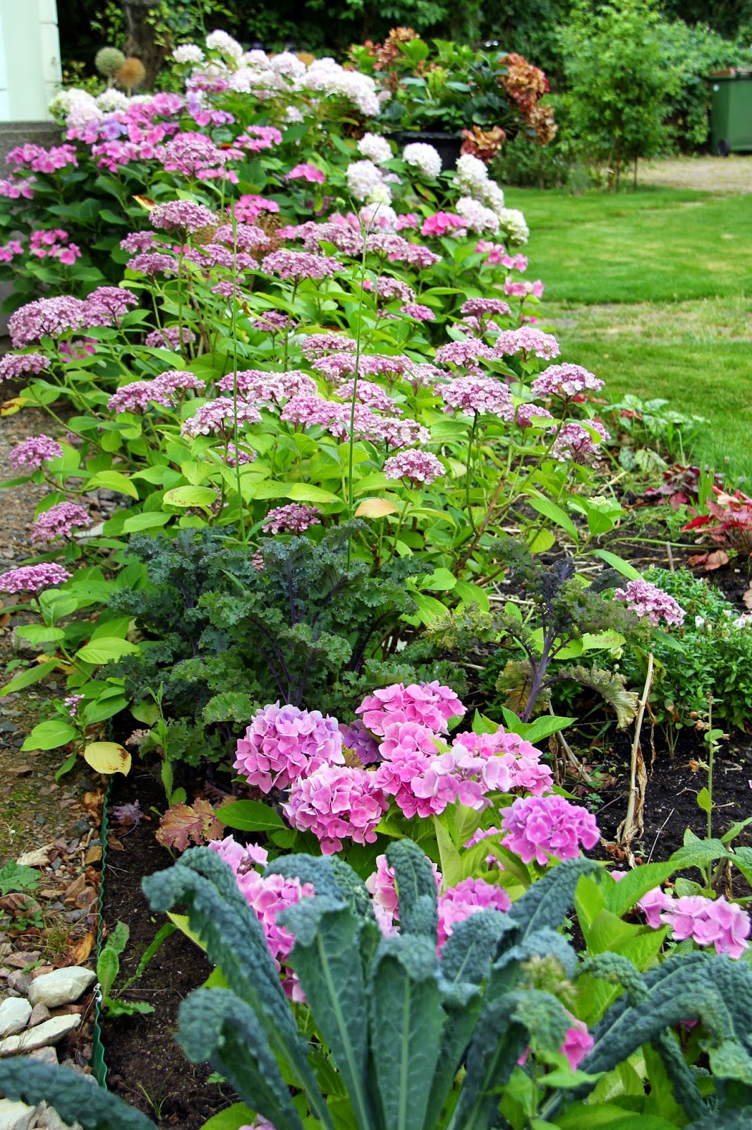 Trädgårdstid: Ett riktigt hortensia-år!