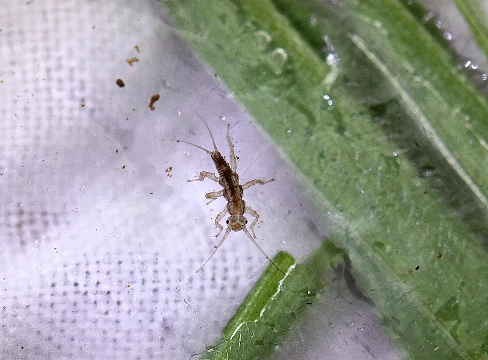 Aquatic Insects of Central Virginia: 找到了! (Gotcha!): The First Large ...