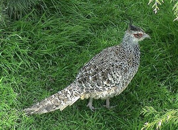 Cedar Hill Lodge - (Shimla) - Himachal Pradesh.: Shimla Water Catchment ...