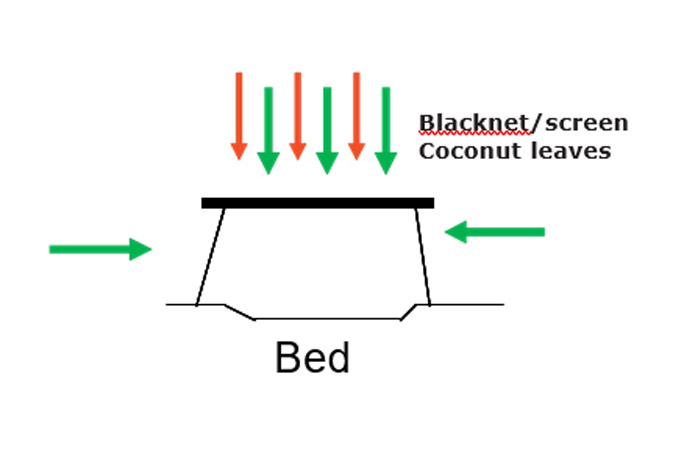 Vegetable Planting and Raising Seedlings