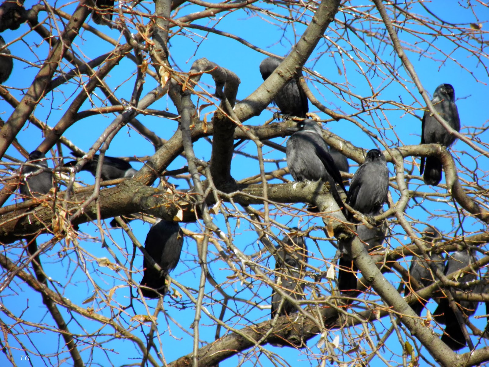 PASARI DIN ROMANIA: STANCUTA, Corvus monedula