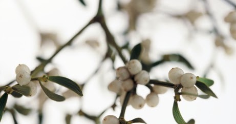 Heaven can wait : Health Benefits of Mistletoe