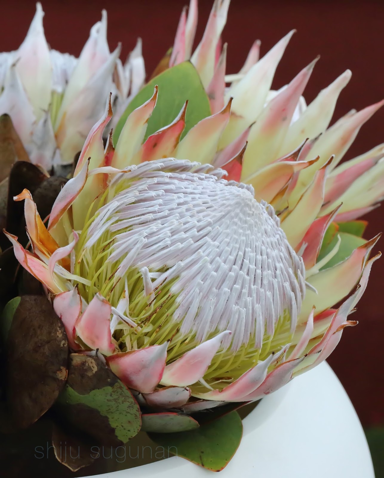 Cranium Bolts: Lalbagh flower show 2020