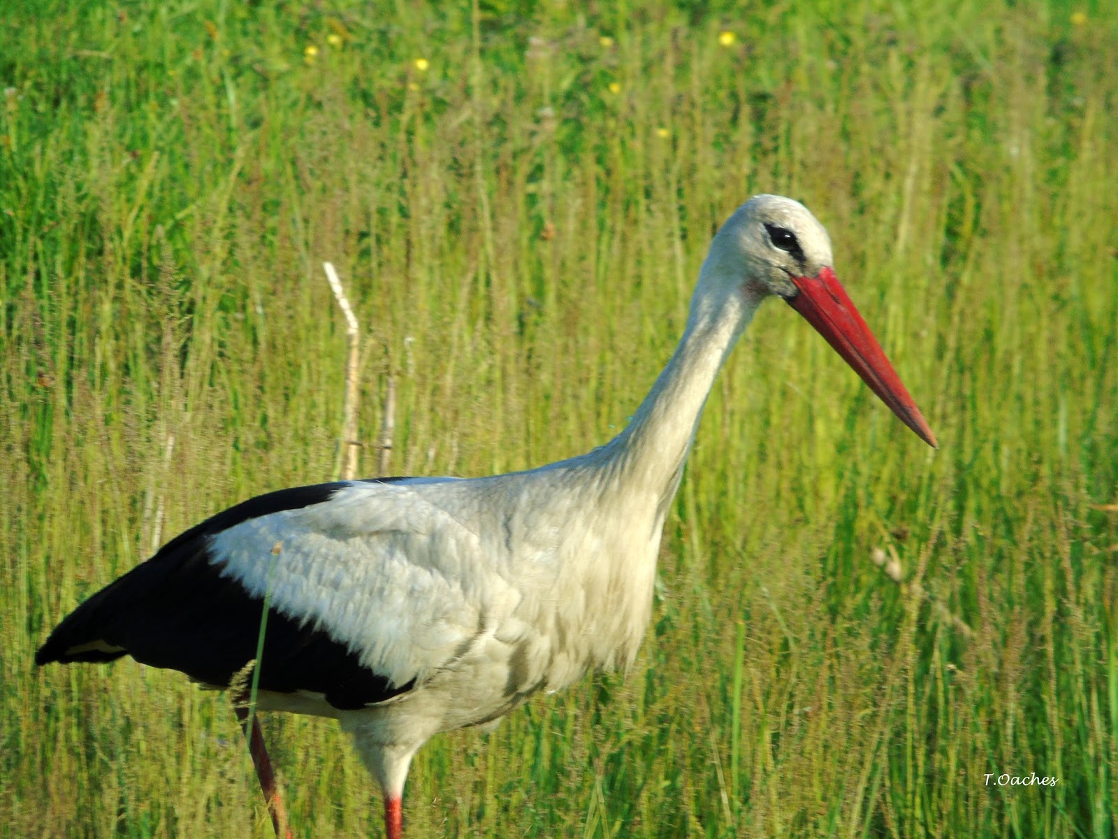 PASARI DIN ROMANIA: BARZA, Ciconia ciconia