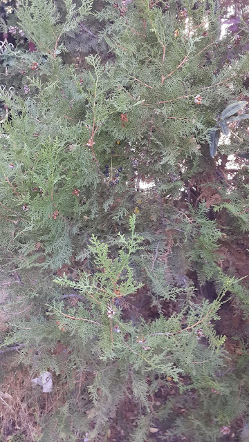 Tarım Siteniz: Mazı ağacı (Thuja tree)
