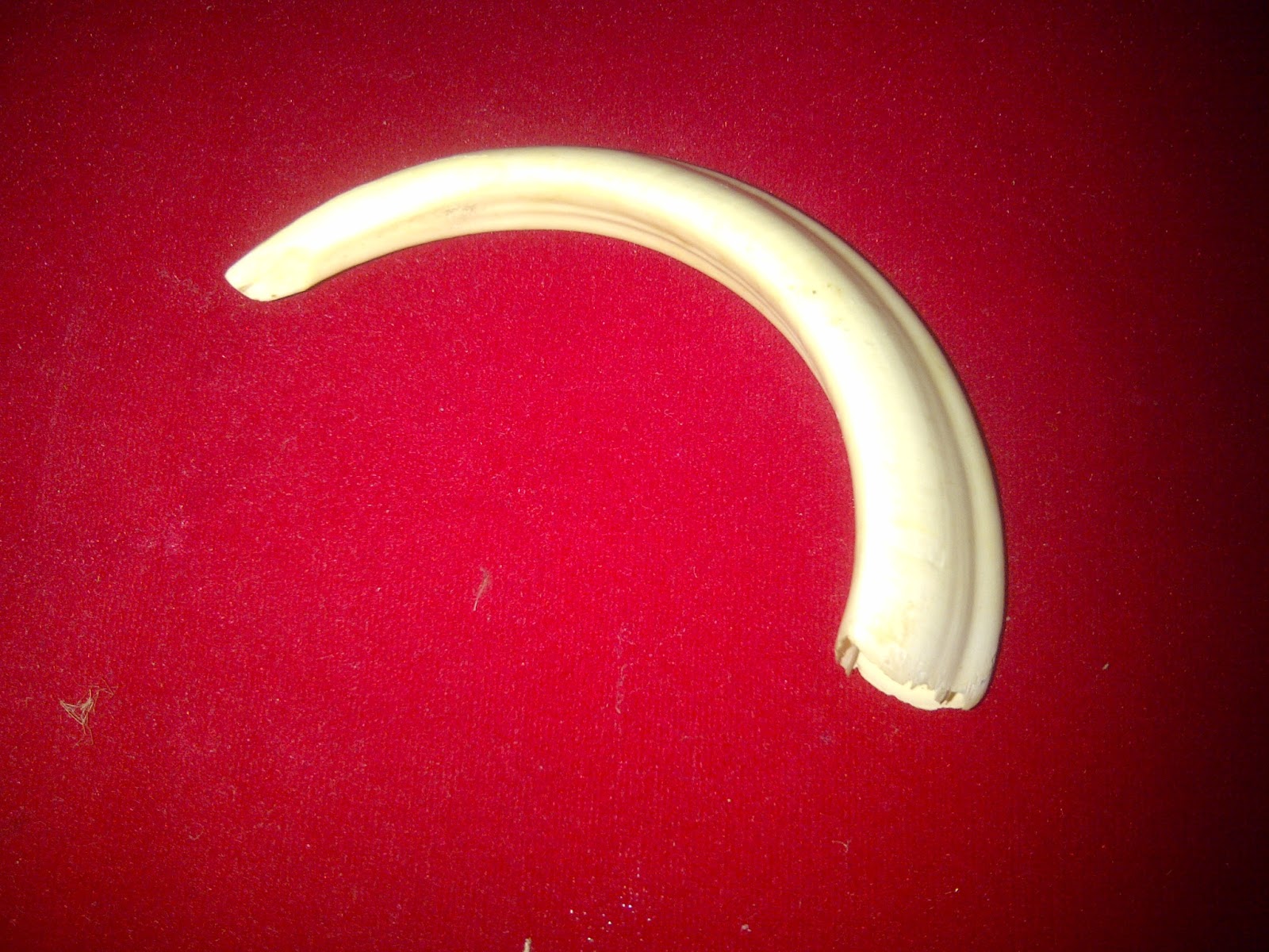 TARING BABI ASLI - Benda Bertuah Indonesia