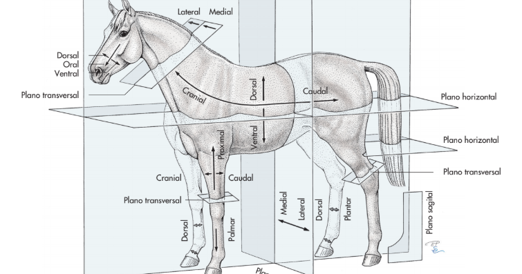 [PDF] INTRODUÇÃO E ANATOMIA GERAL | Vetarq - Biblioteca Virtual de ...
