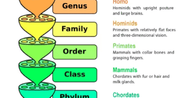Binomial Nomenclature: Definition and Rules of Nomenclature ~ Biology 24/7