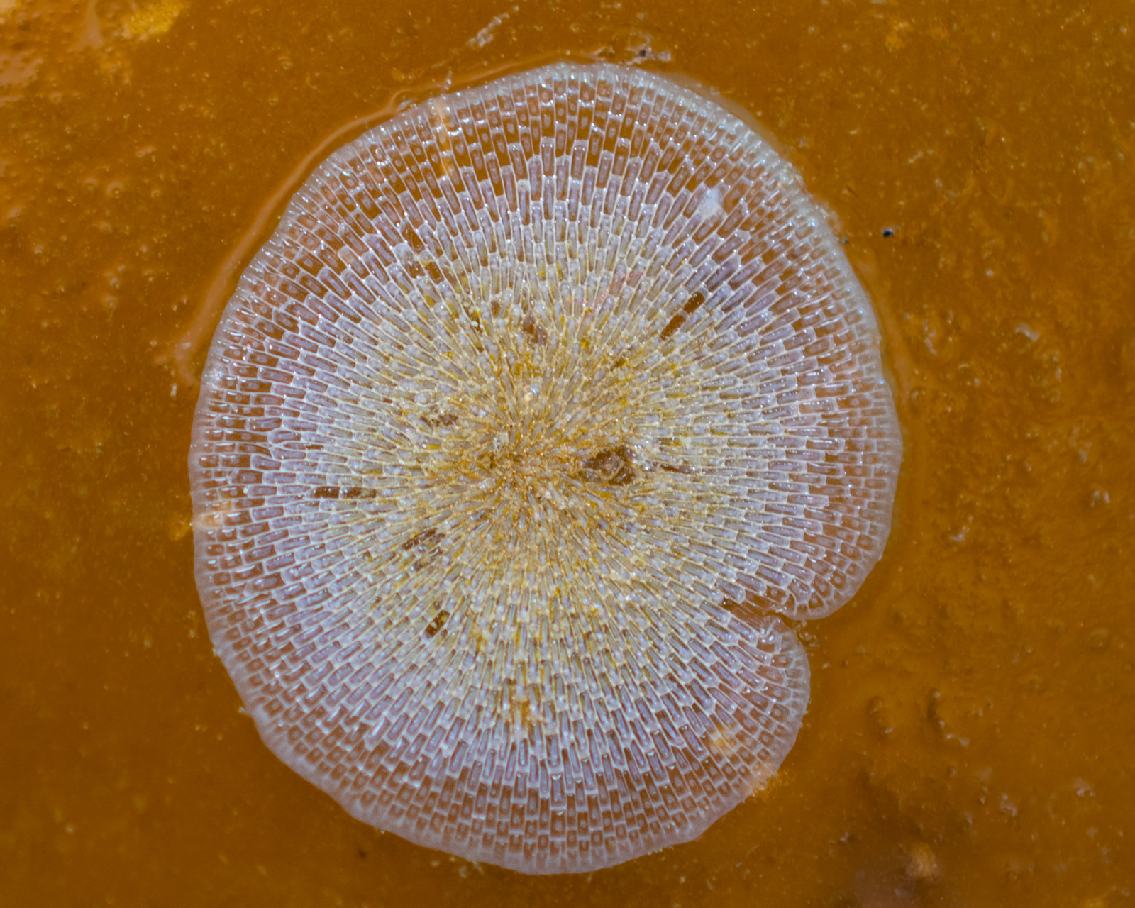 Wanderin' Weeta (With Waterfowl and Weeds): Little boxes