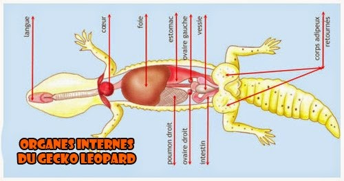 Nature & Animaux: mai 2015