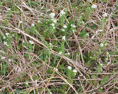 Variety of Life: Paederieae