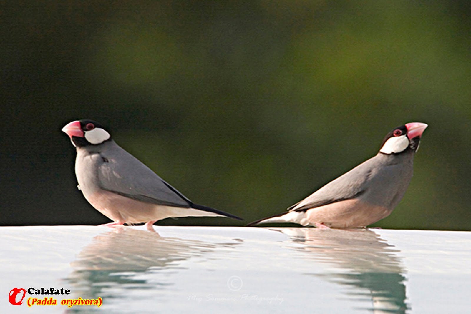 UNAIENSES: ORNITOLOGIA - Calafate (Padda oryzivora)