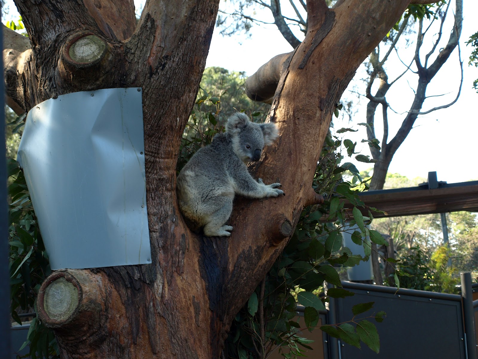 Dallas & Natalie...& Spaz: Taronga Zoo in Sydney, Australia (Morning Day 8)