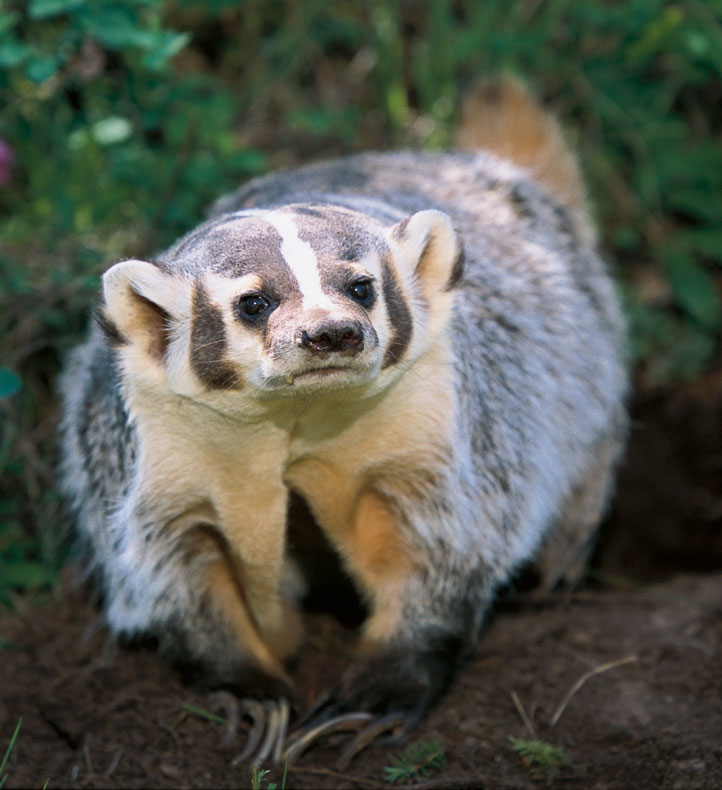 Animals of the world: American Badger