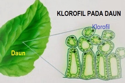 Anim Agro Technology: KLOROFIL DAN FUNGSINYA