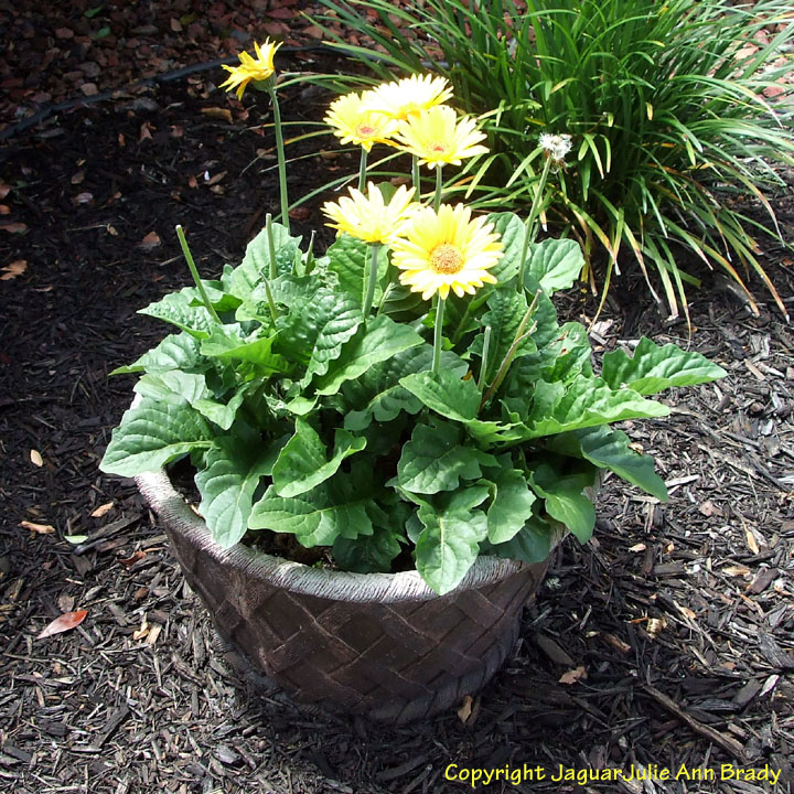 Julie Ann Brady : Blog On: Pretty Yellow Gerbera Daisies in my Flower ...