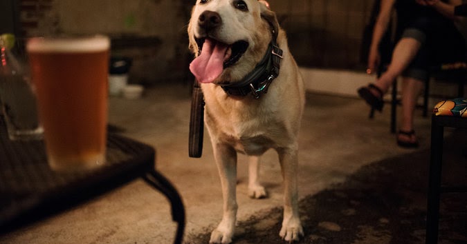 Terrierman's Daily Dose: Outlaw Dogs Behind Bars