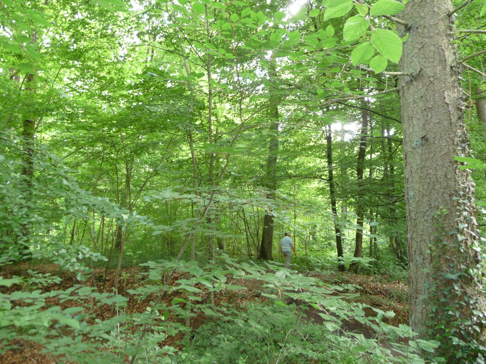 Life in France: The forest