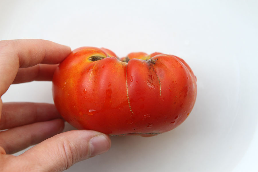 one lonely apricot: photo shoot with the ugliest tomato