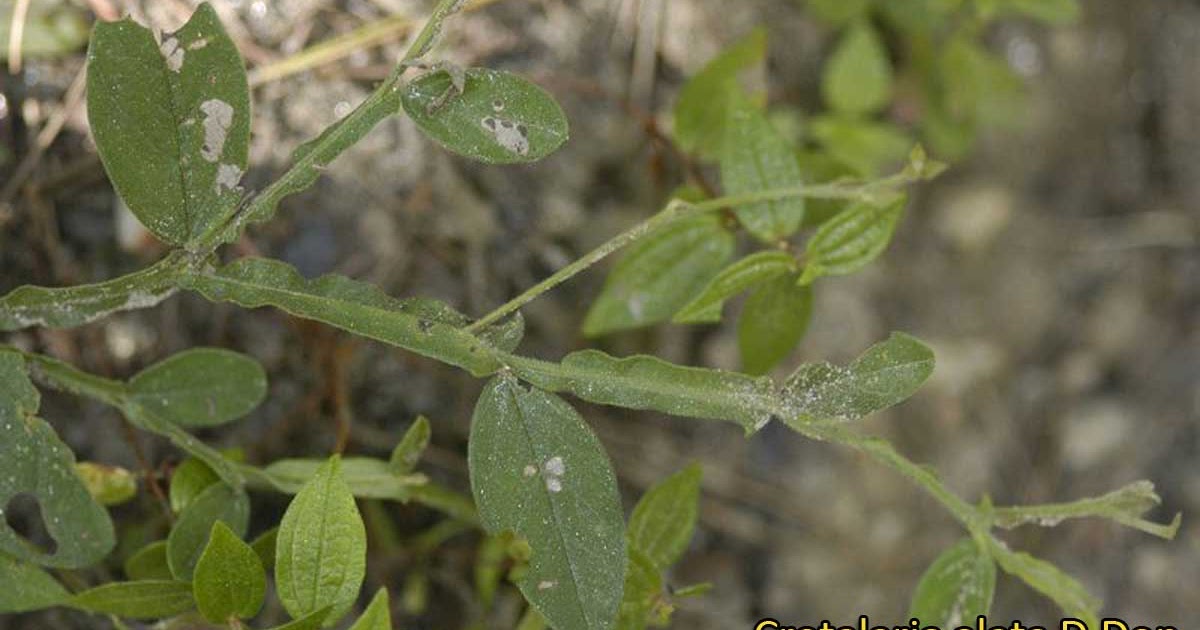 Medicinal Plants: Crotalaria alata, Winged-Stem Rattlepod, rattlebox