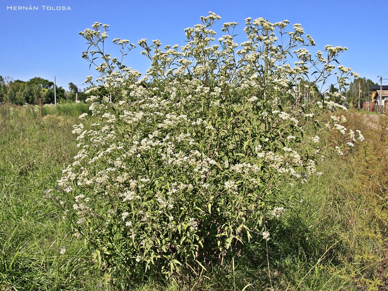 Flora Bonaerense: Chilca de olor (Eupatorium inulifolium)