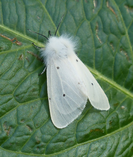 Wild and Wonderful: A Medley of Moths