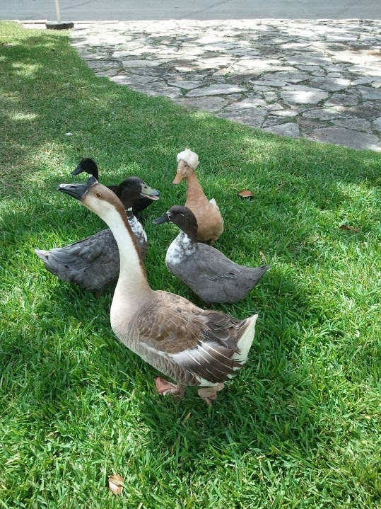 Bob & Debbie's Next BIGGS Adventure: The Quadrangle on Fort Sam Houston ...