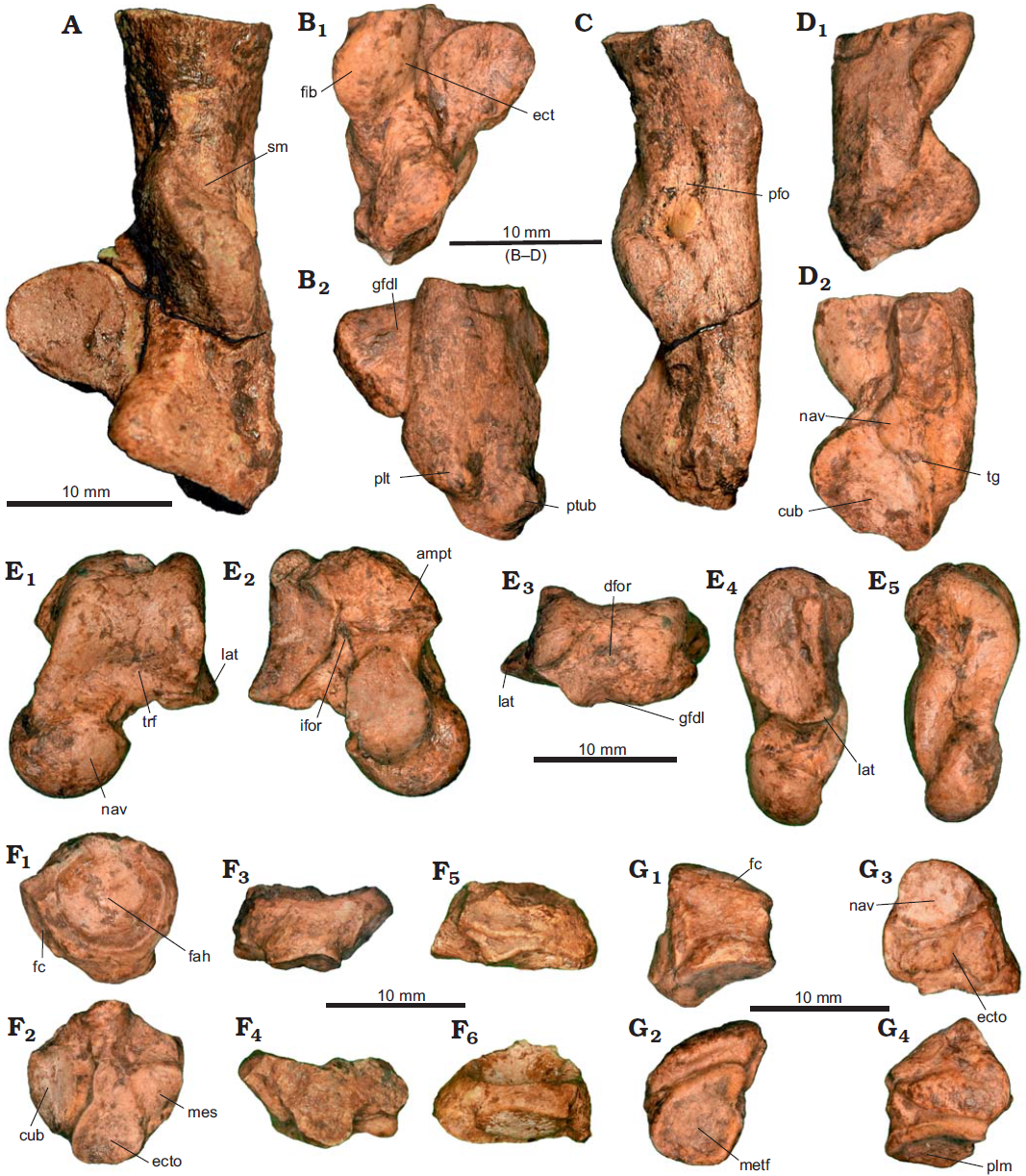 Sciency Thoughts: Using tarsal bones to understand Eocene Notoungulates.