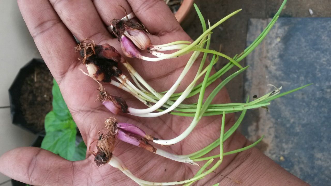 Organic micro farm and vegetable terrace garden