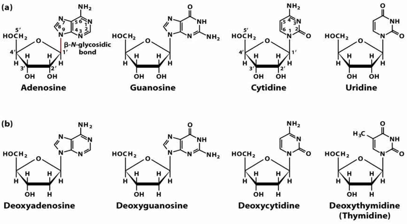 BIOQUIMICA: NUCLEOTIDOS Y ACIDOS NUCLEICOS