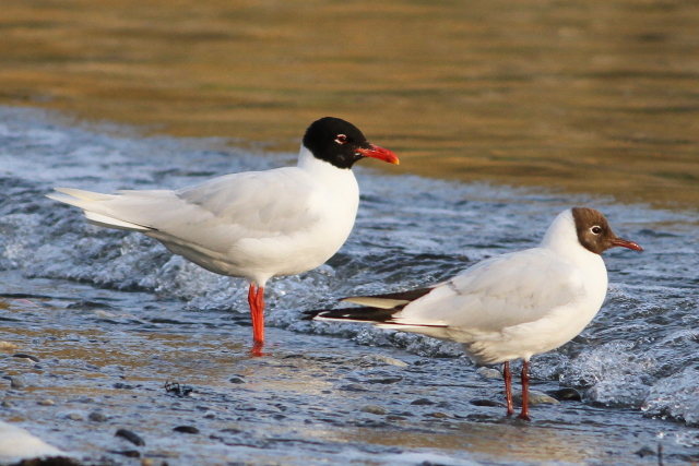 Peter Moore's Wildlife Blog: Townies, Beach Bums and Pond Life