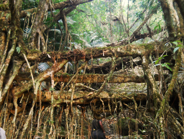 evenfewergoats: The Undiscovered Living Root Bridges of Meghalaya Part ...