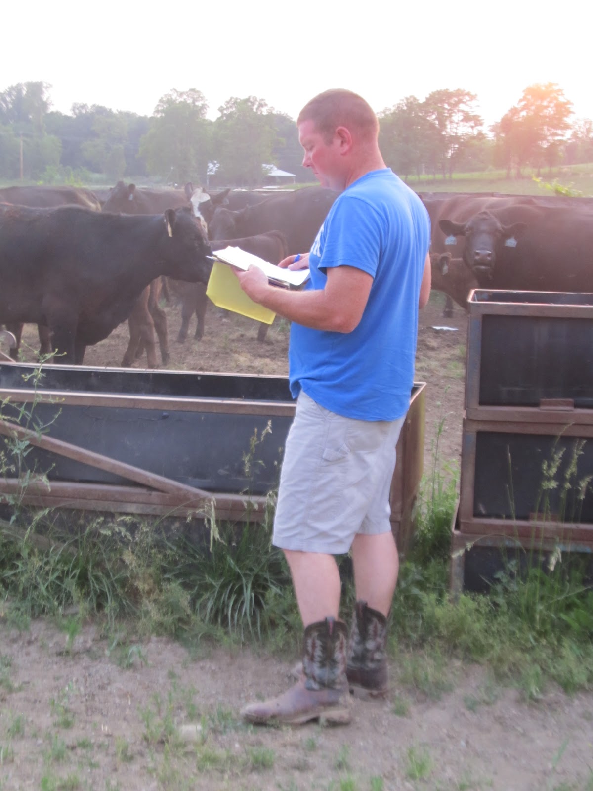 for the love of beef: Cow Sex.