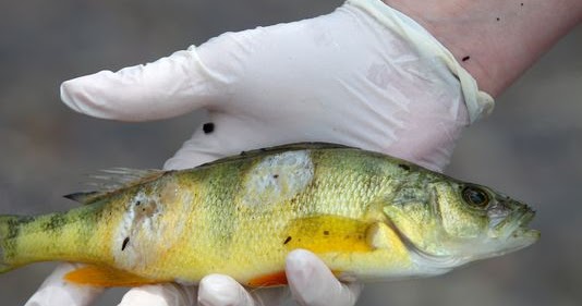 Columnaris - Diseases of fish ponds