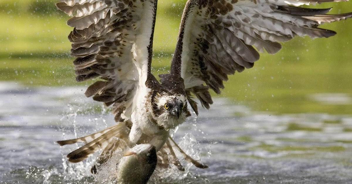 Bird Catching Fish Wallpaper