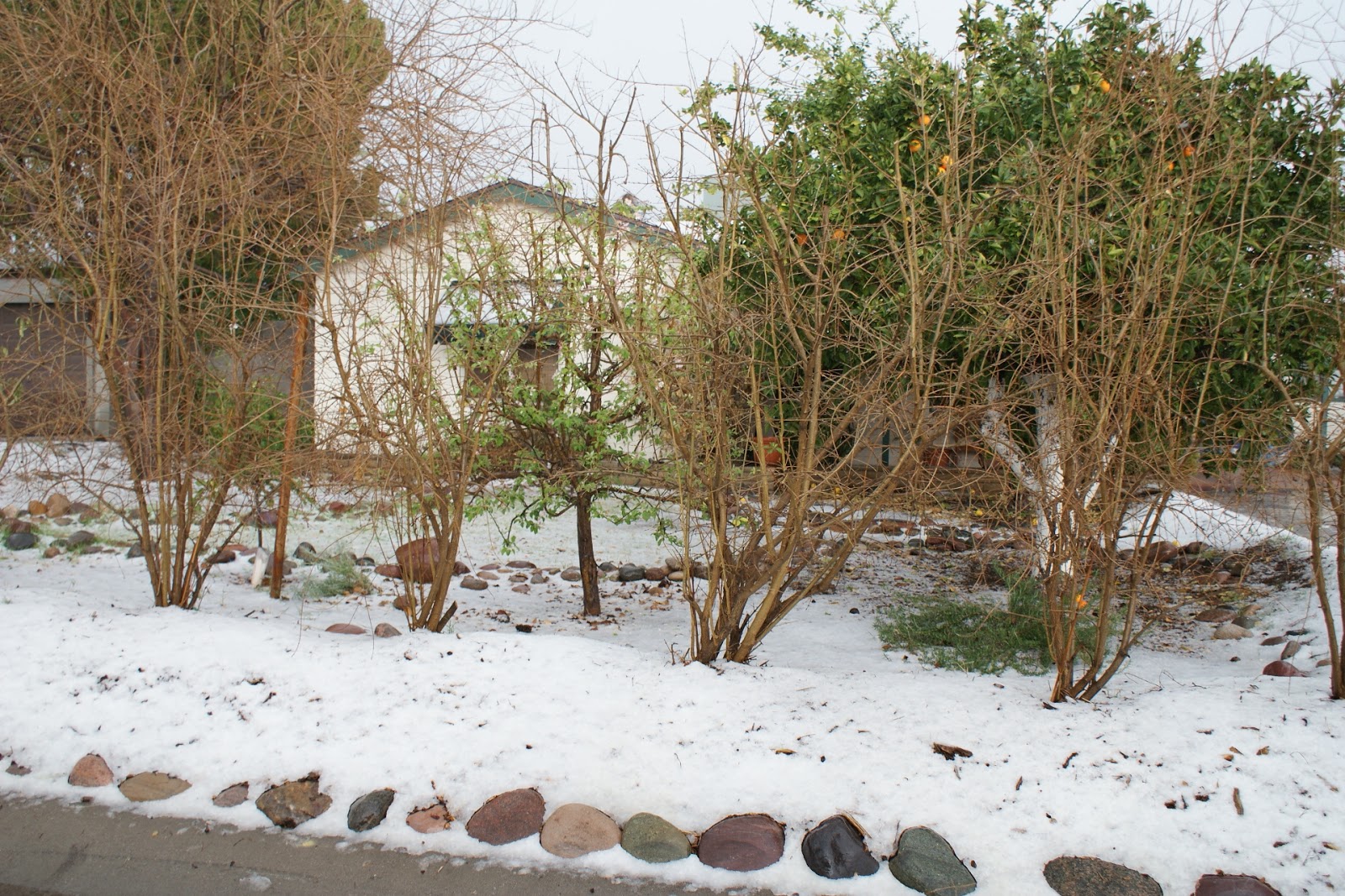 Reminisce...: ***SNOW IN PHOENIX***