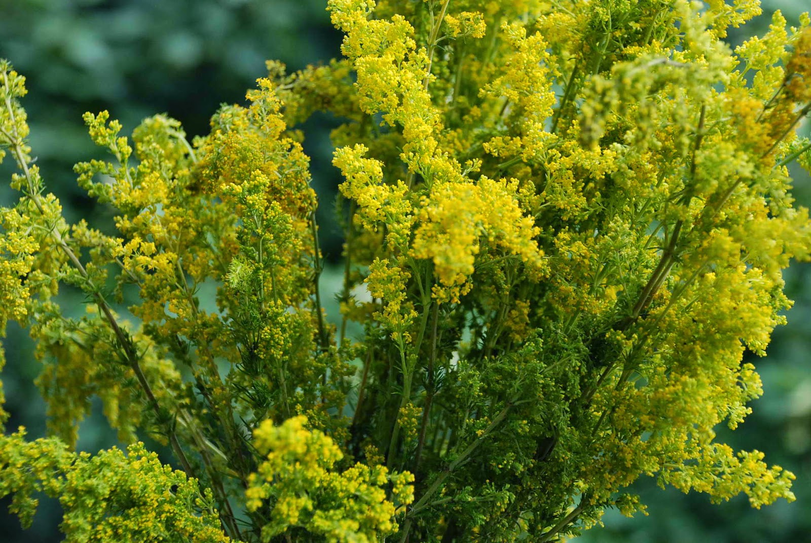 Sanzienele, cea mai mare sarbatoare populara