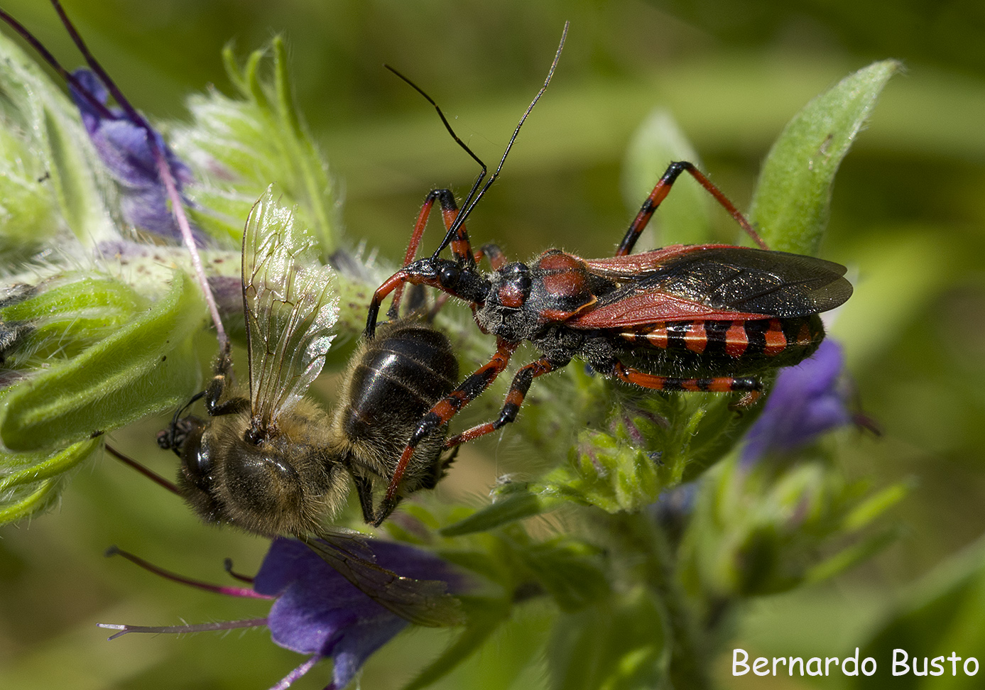 RÍA DE LA VILLA: julio 2013