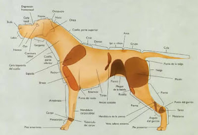 ANATOMÍA Y FISIOLOGÍA VETERINARIA: Anatomía de un canino