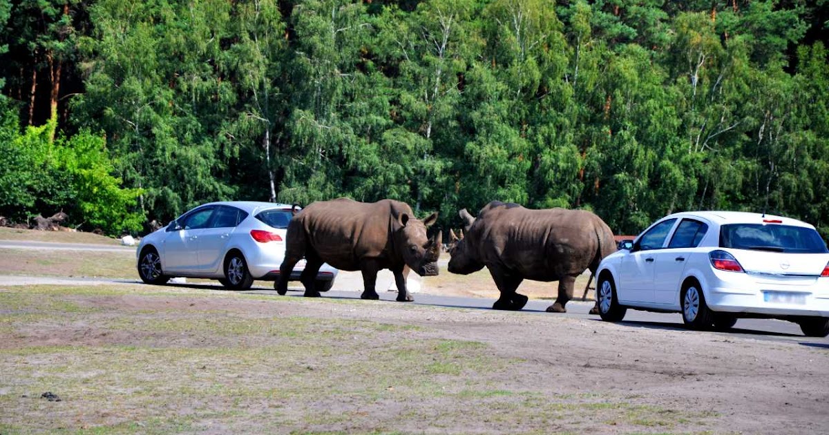 Serengeti Park Hodenhagen - największy safari park w Europie